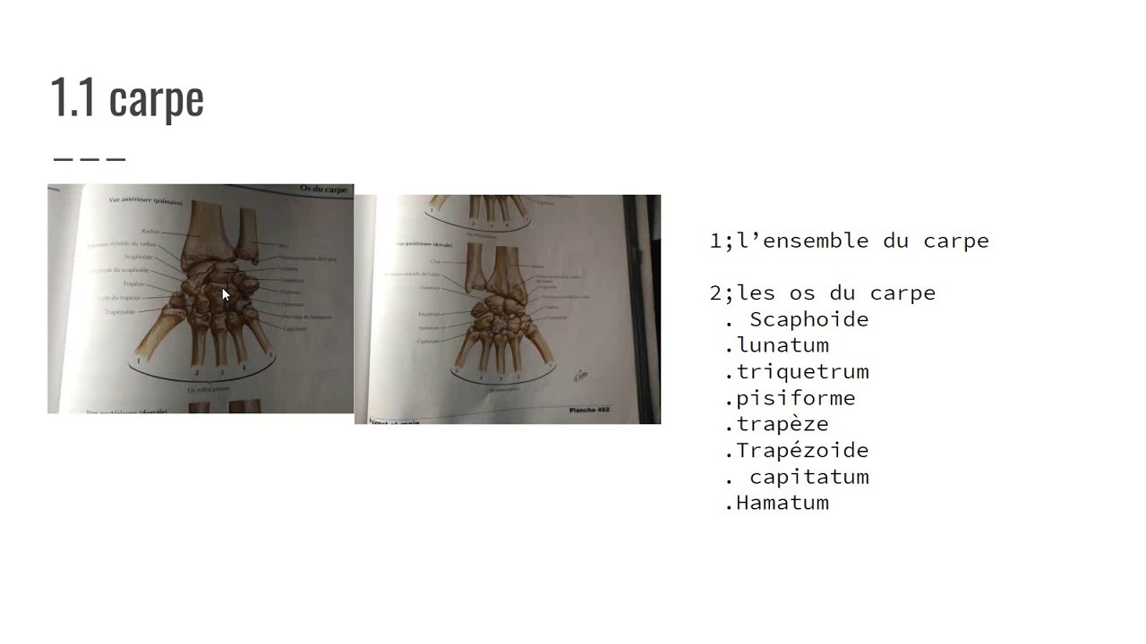 osteologie de la main - YouTube