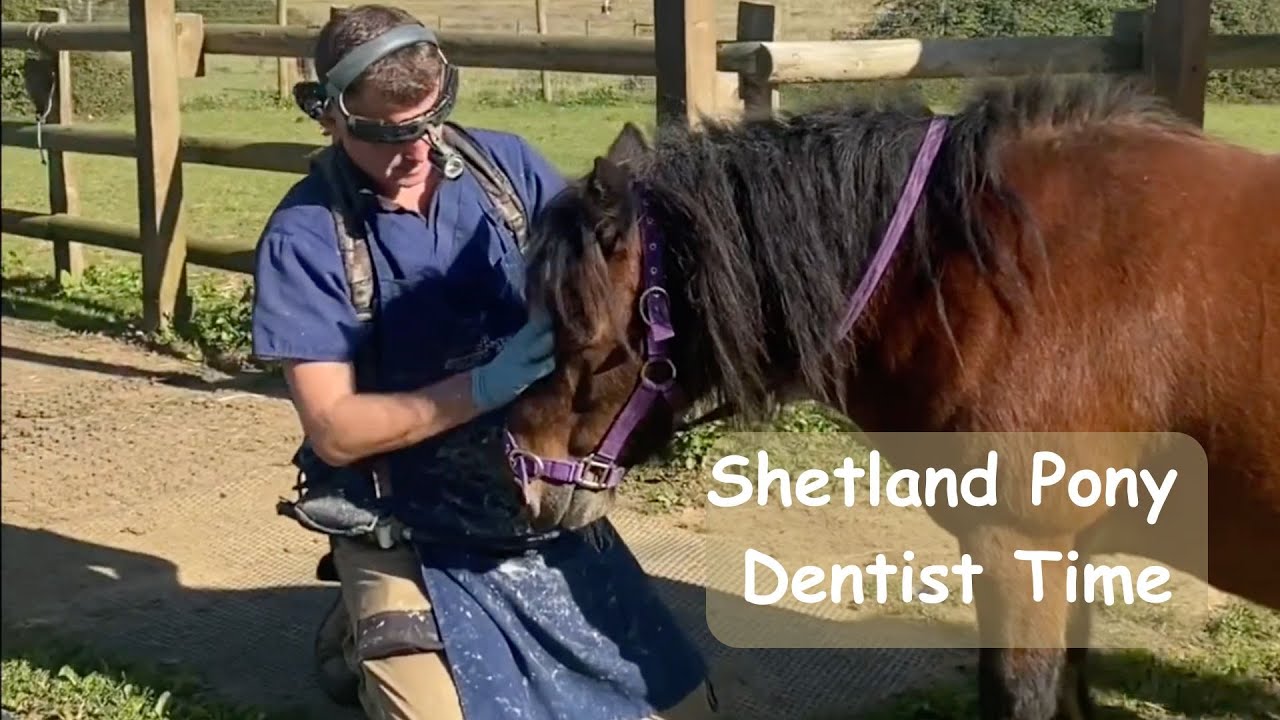 Open Wide ... Shetland Pony Dentist Time: TV episode 509 - YouTube