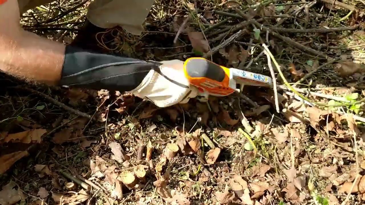 Get Rid Of Multiflora Rose FOREVER!!!! - YouTube