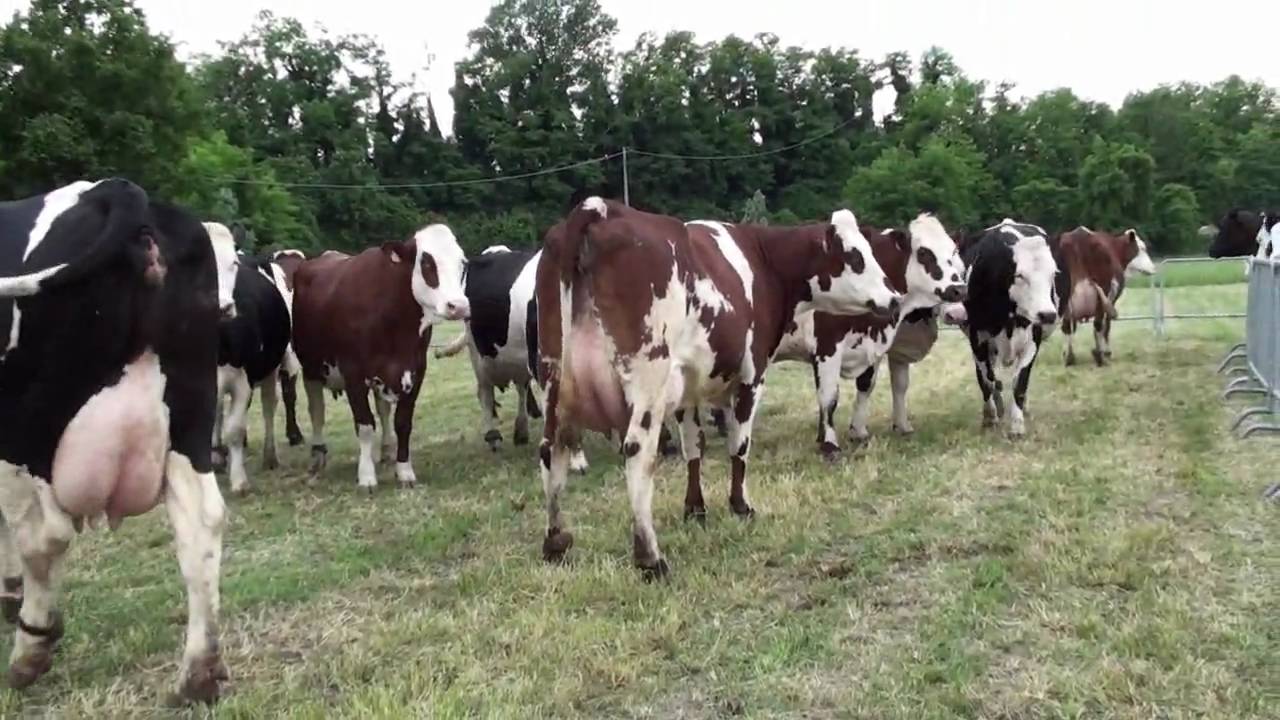 Procross Herd in Cremona 2 - 3 way crosses - YouTube