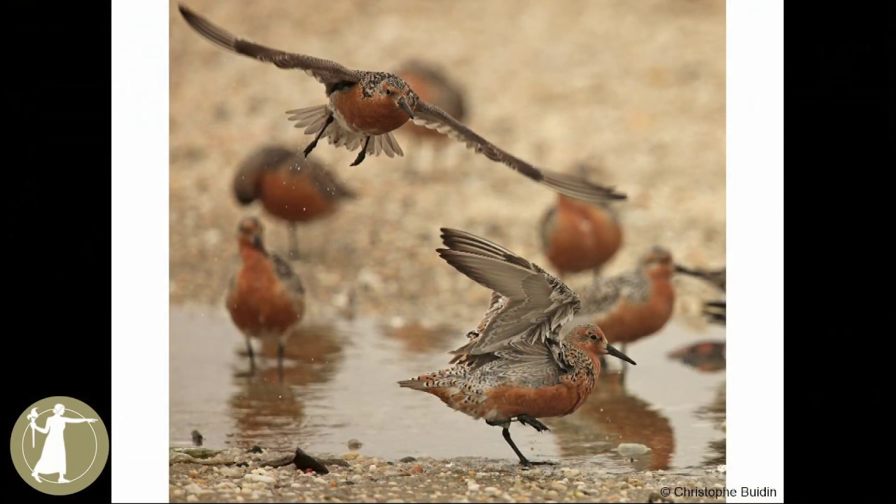 Deborah Cramer - Book and Author Talk - YouTube