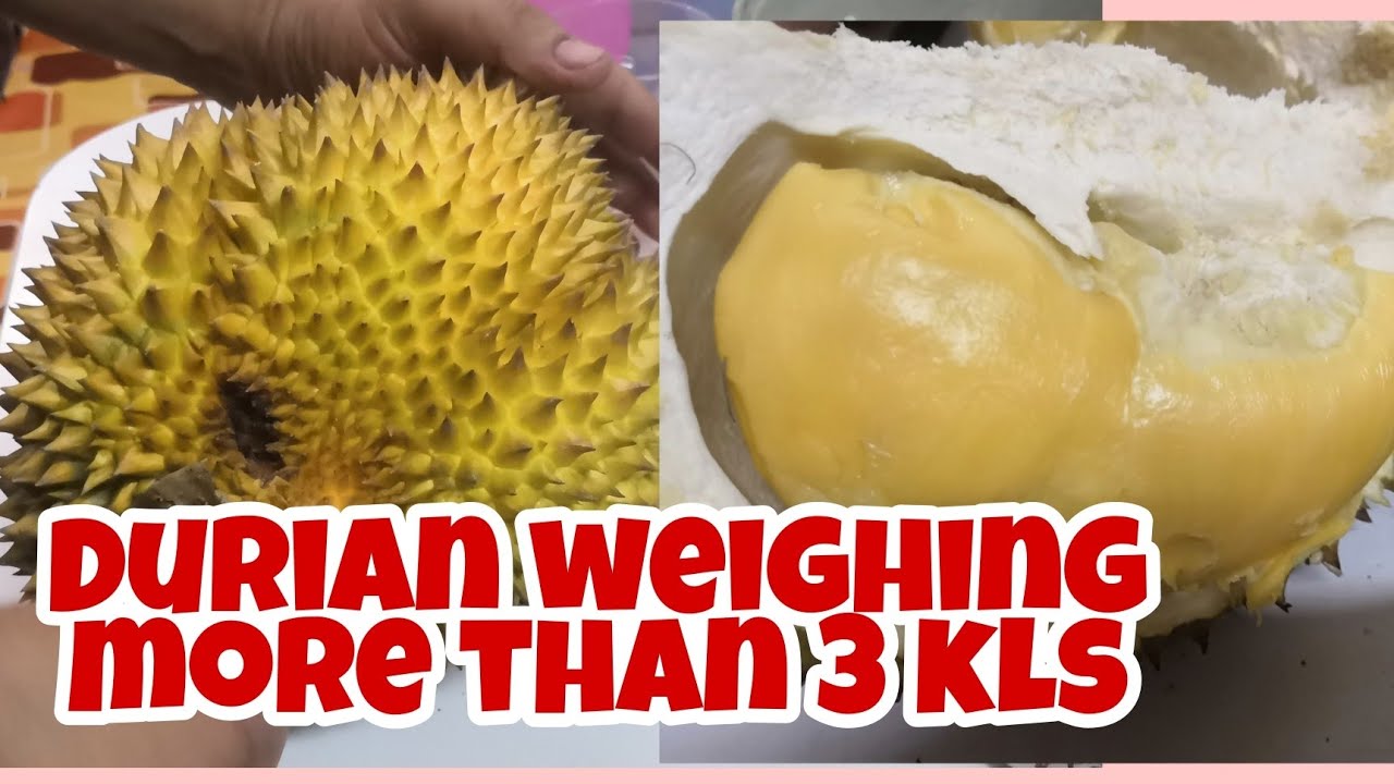 Durian weighing more than 3 kls. - YouTube