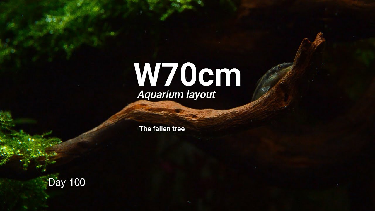 The Fallen Tree | W70cm Aquarium Layout | | 100DAYS - YouTube
