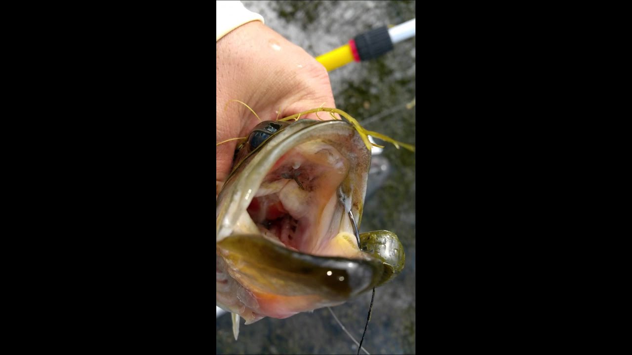 What is inside this Largemouth Bass mouth - YouTube