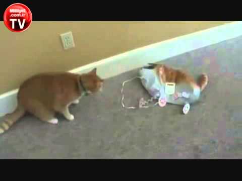 Balondan korkan kedi