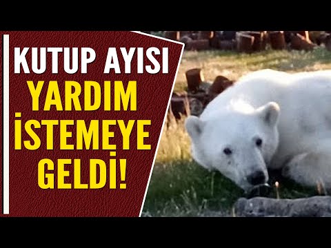 KURTARILMASA AÇLIKTAN ÖLECEKTİ!