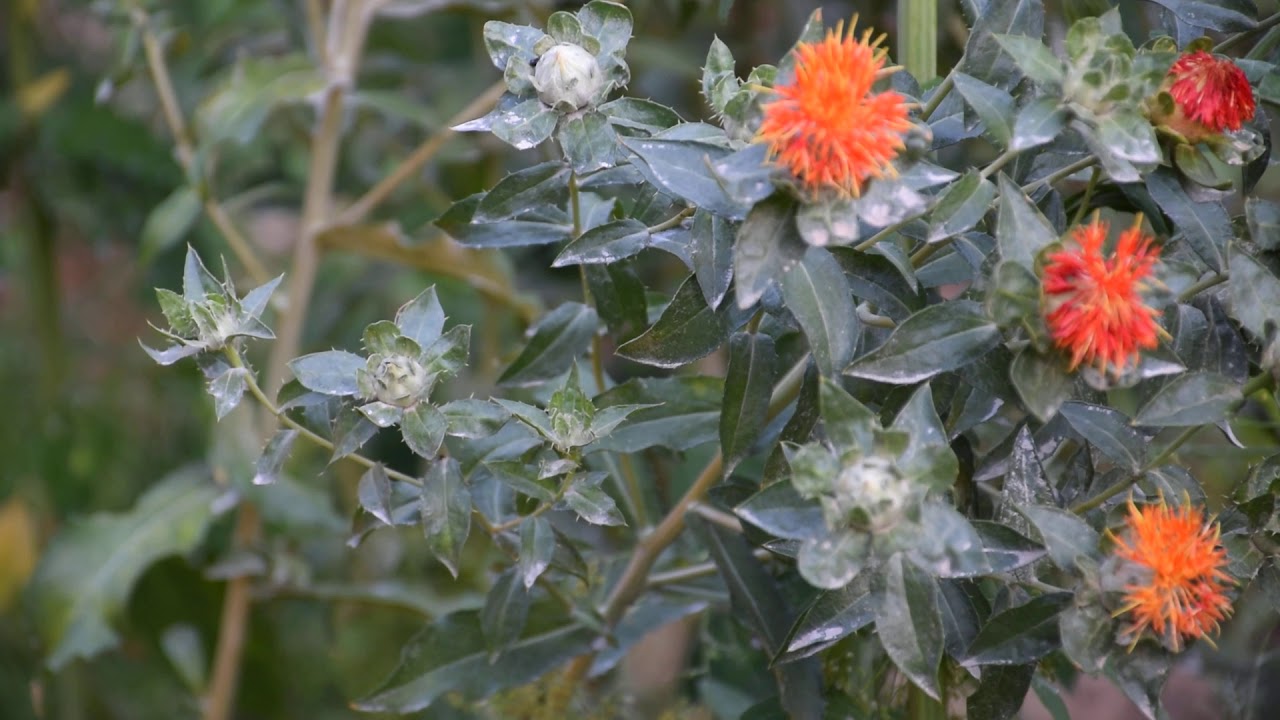 Kesar ke flower - YouTube