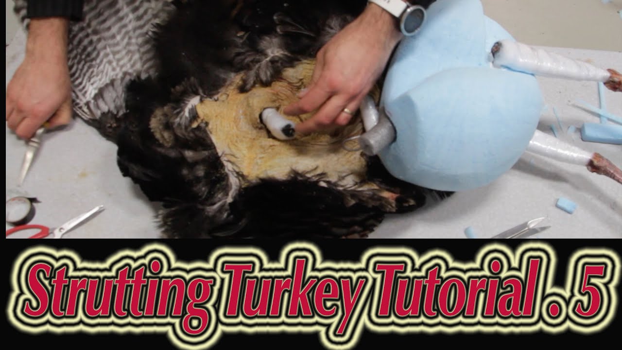 Strut Turkey Taxidermy Tutorial... Part 5: Attach the wings - YouTube