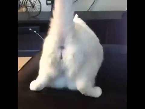 Twerk Nasıl Yapılır?