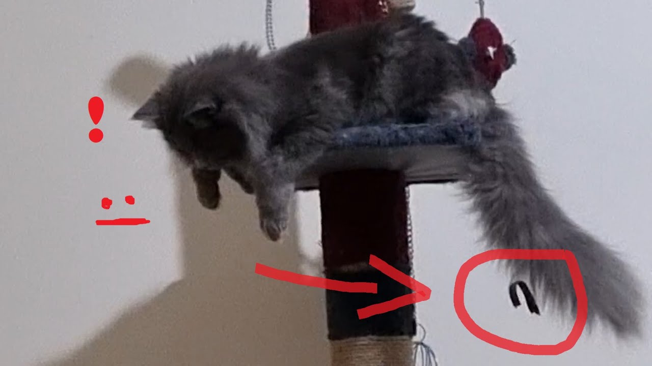 what will happen if a tape sticks to a cat's tail?/ catflix 💎 - YouTube