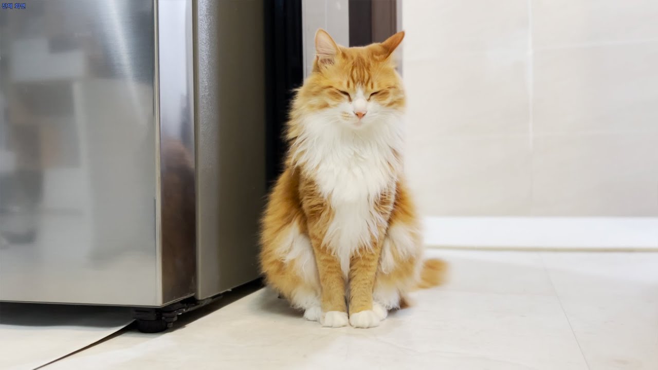 주방에만 가면 몰려드는 9냥이들;; - YouTube