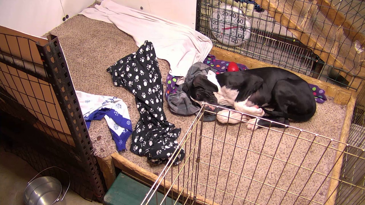 Great Dane Indoor Puppy Room 07-13-2018 00:21:43 - 01:21:44 - YouTube