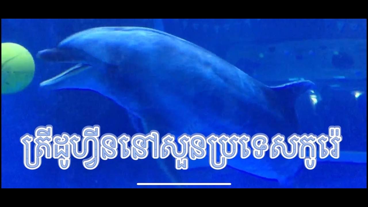 ត្រីដូហ្វីនដ៏ឆ្លាតរបស់ប្រទេសកូរ៉េ, Korea`s smart dolphin. - YouTube