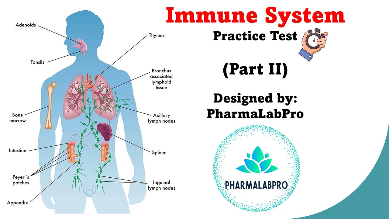 Immune System Quiz | Anatomy & Physiology Review - Part 2 - YouTube