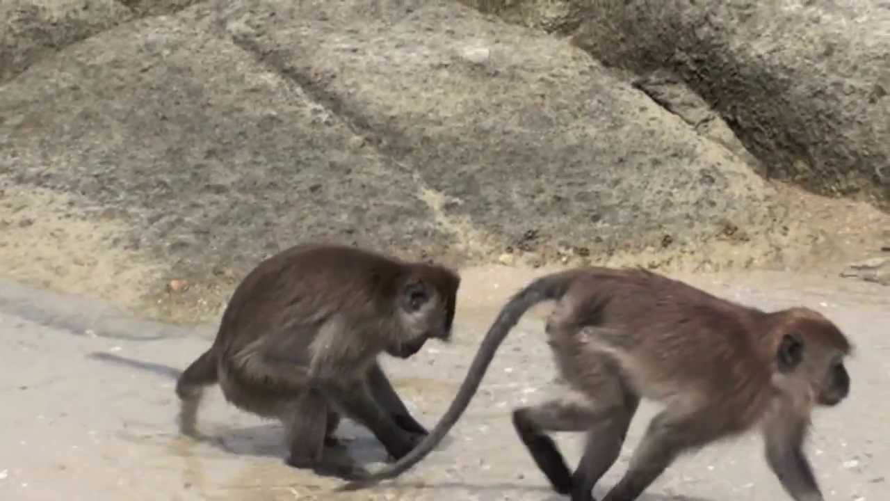 Monkeys have sex on the Beach - YouTube
