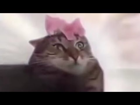 THE PROPHECY IS TRUE CAT - YouTube