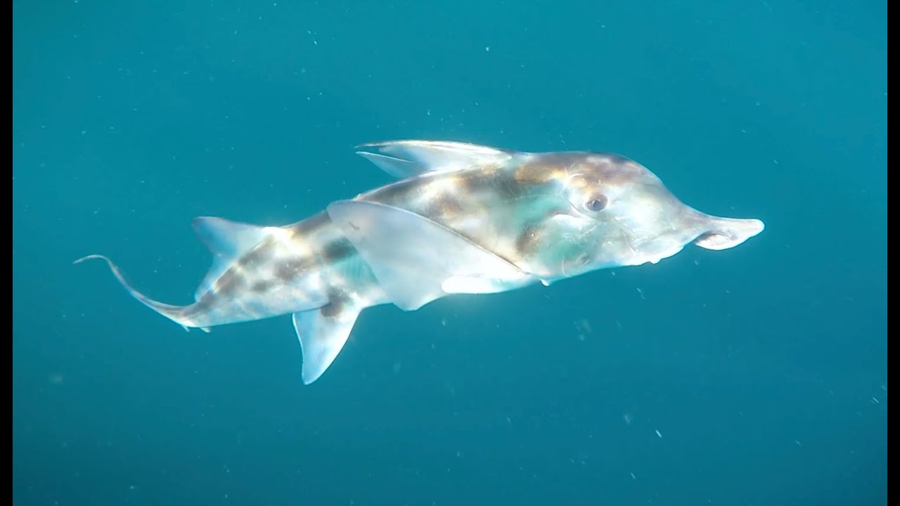 American Elephant Fish - YouTube