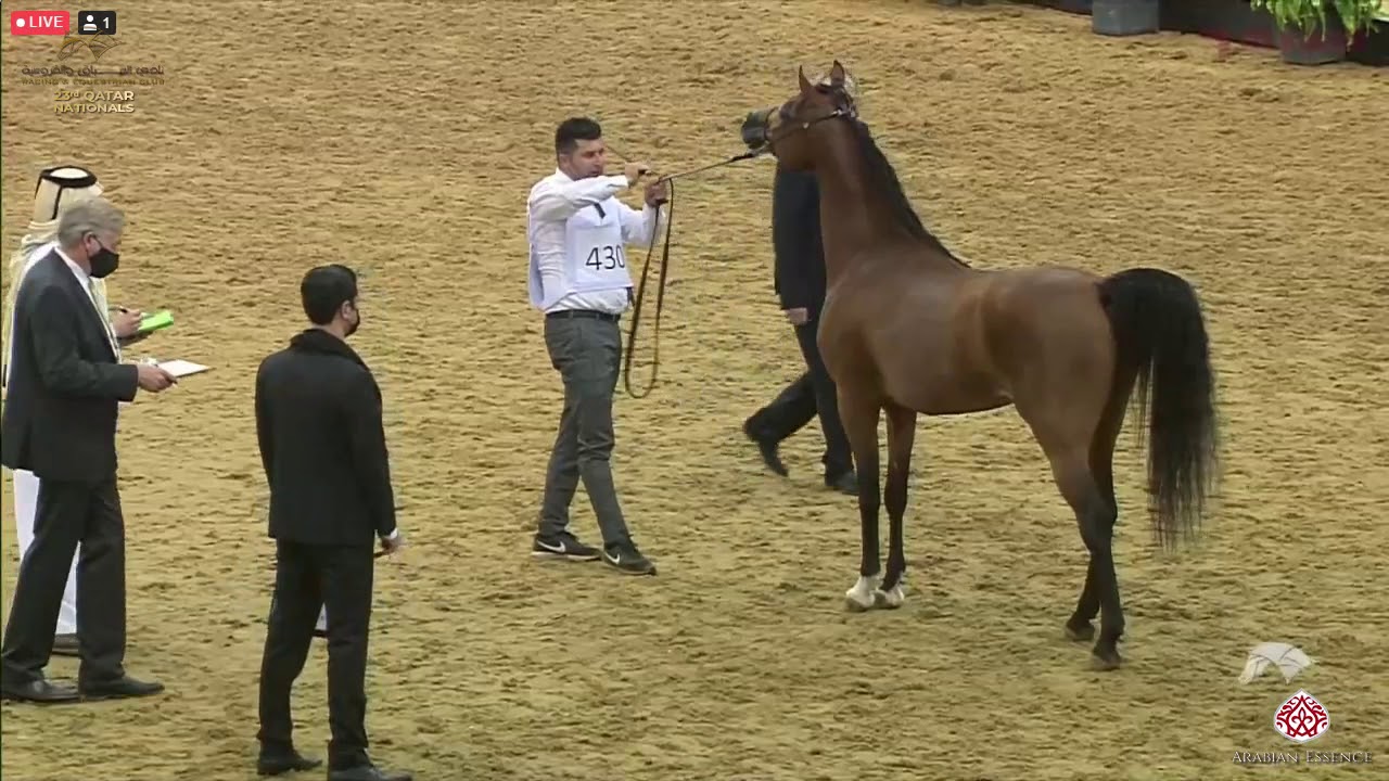N 430 NAIF AL ZAEM 23rd Qatar National Arabian Horse Show Stallions 4 6 ...
