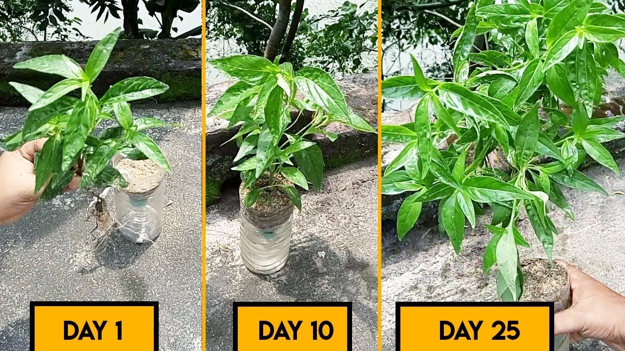 Kalmegh Plant Self watering growing process | Self watering gardening ...