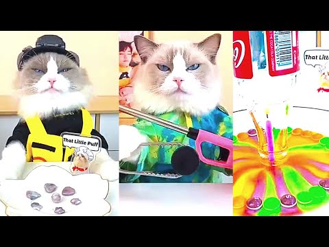 Cats Make Food 2022 😹 \