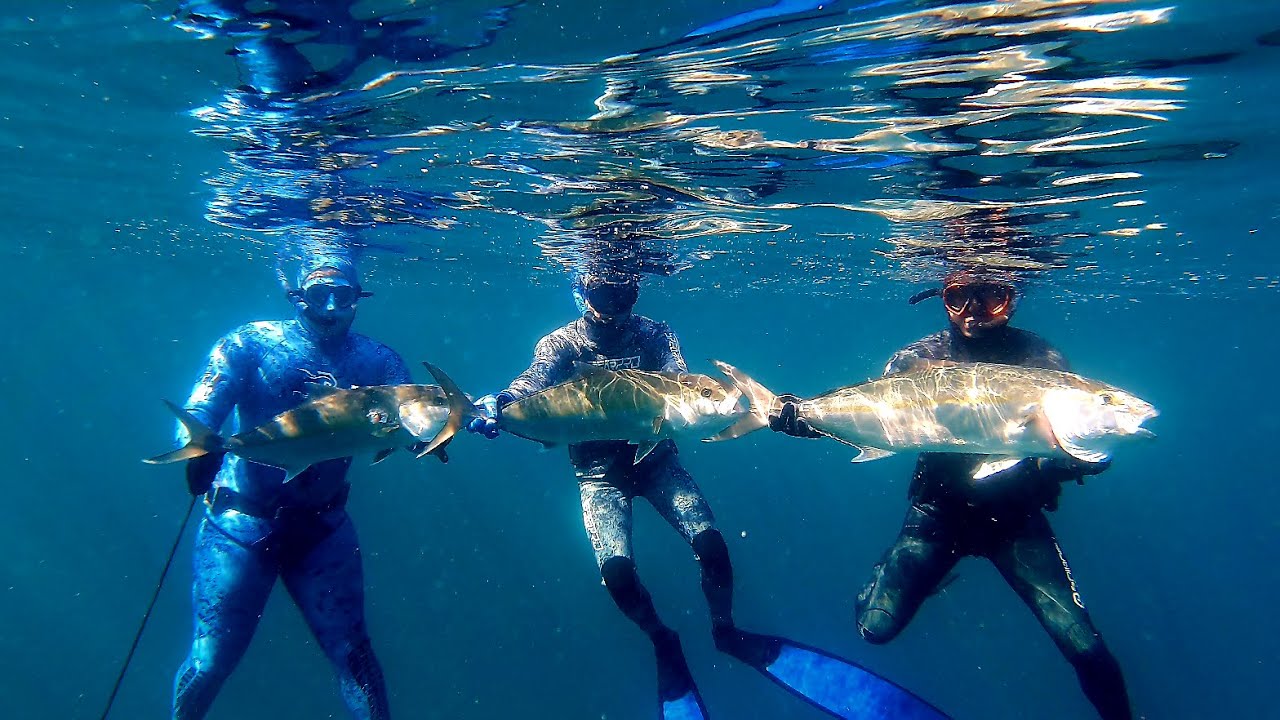 Spearfishing Gran Triplete de Amber Jack, Barracudas en Acción ,Permit ...