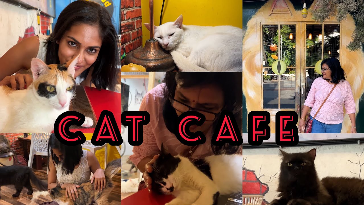 Cat Cafe || Places to visit in Banglore || Purred @ Charlie’s ...
