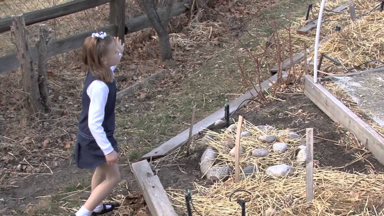 Madison and Swiss Chard.mov - YouTube