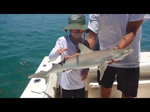 Connor's first blacknose shark