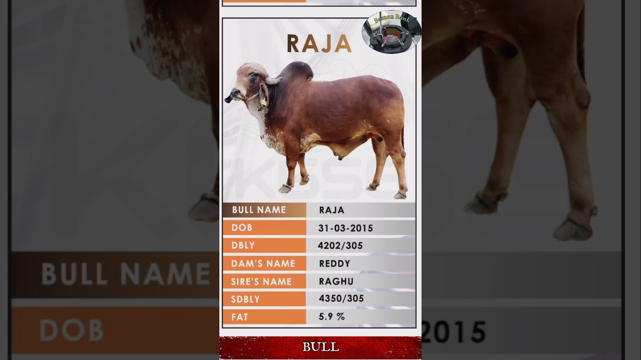 kgsg ka Gir Raja Bull - YouTube