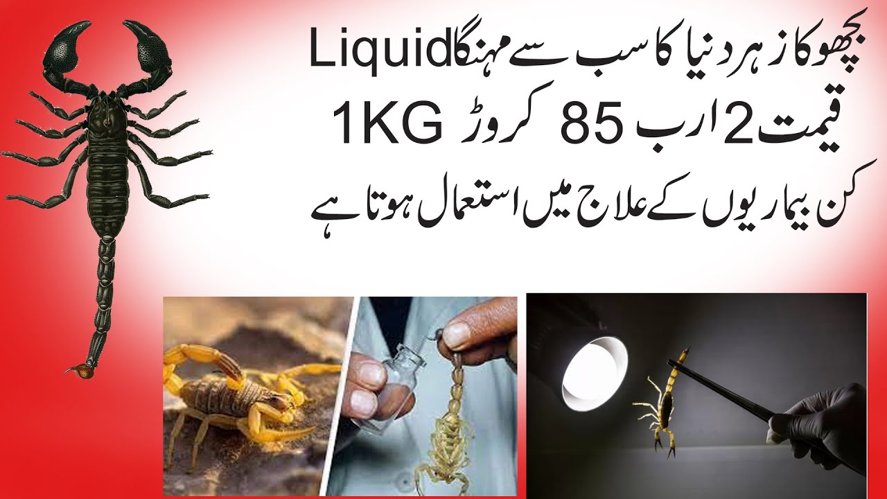 Scorpion Venom Most Expensive Liquid In The world - YouTube