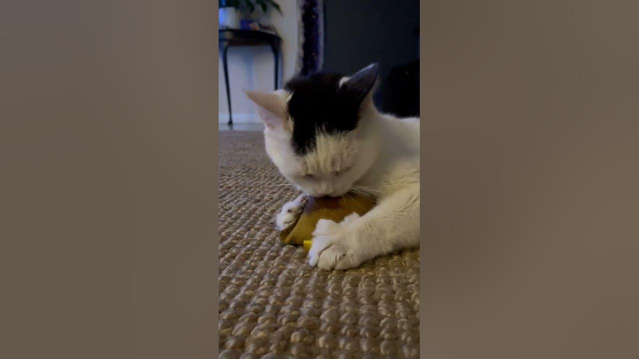 Smooch loves his catnip cushion! #cats #catvideos #cute #catlover #catnip - YouTube