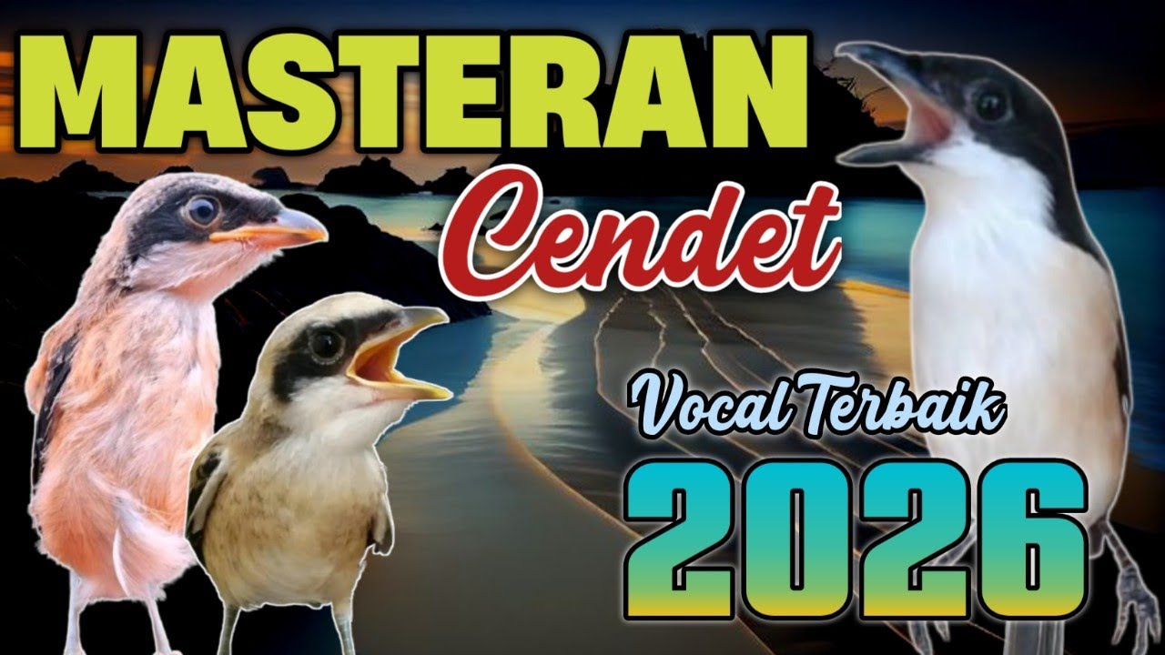 Masteran Cendet Yang Paling Dicari Para Pemaster, Masteran Cendet Vocal ...