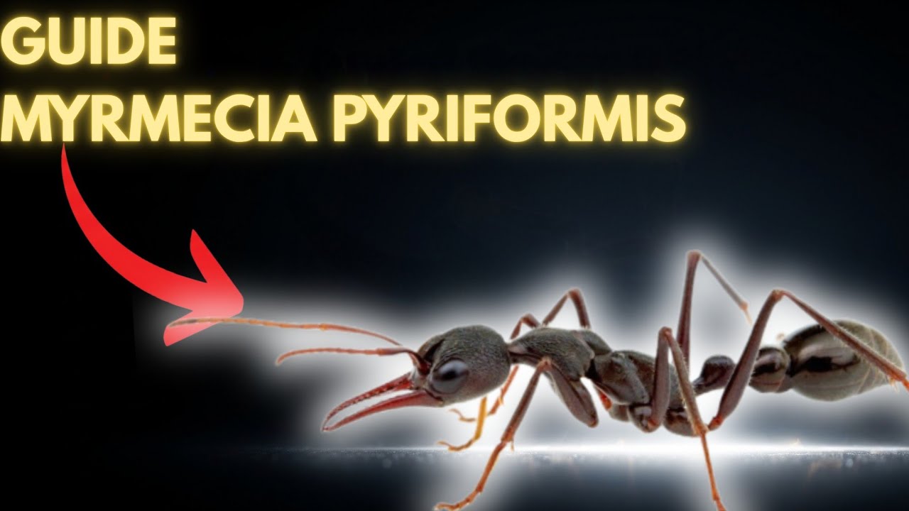 How to Care for Myrmecia pyriformis (Bull Ant) in Captivity ? (Complete ...