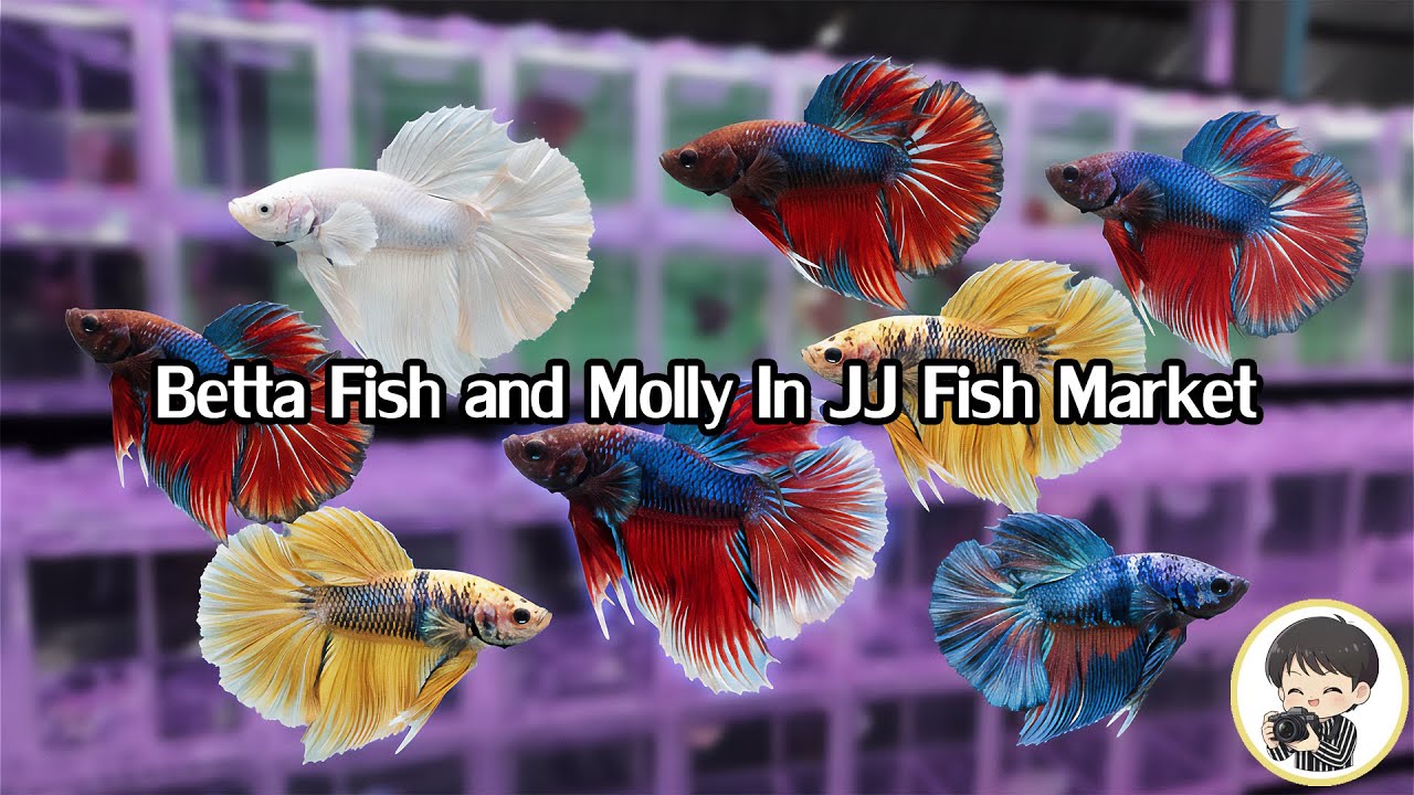 Betta Fish and Molly In JJ Fish Market - YouTube