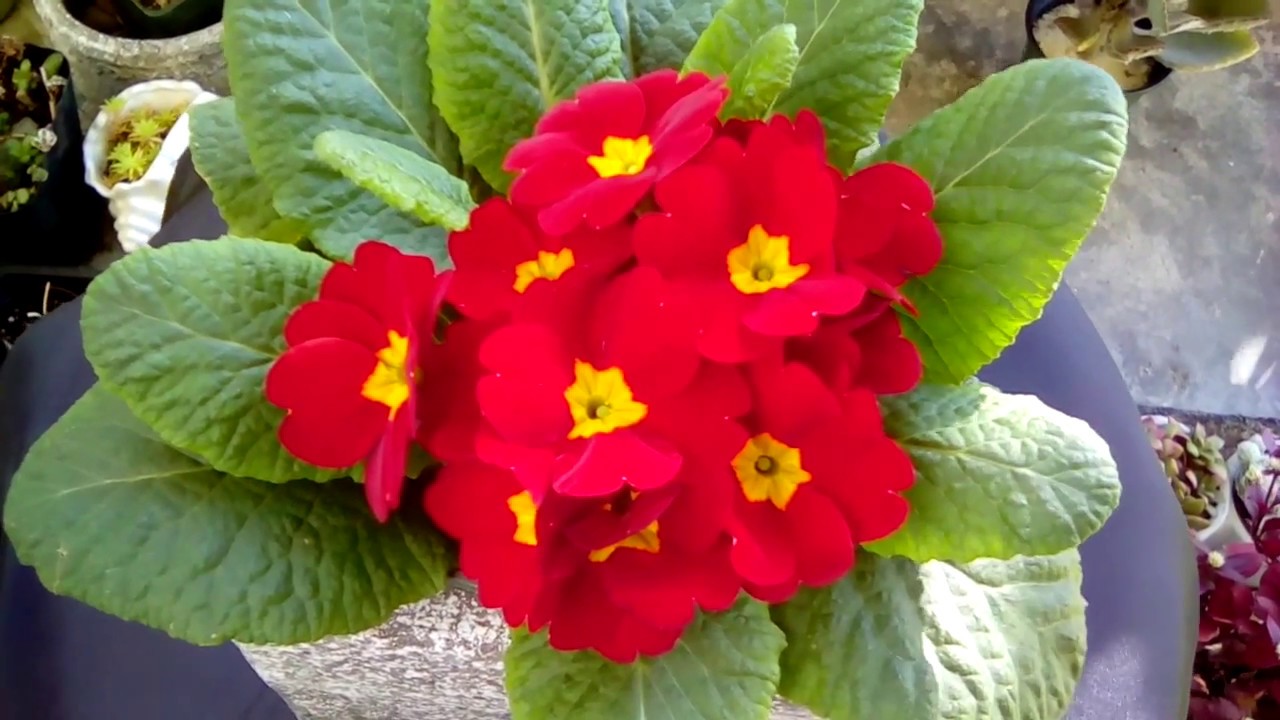 Primrose | Container Gardening - YouTube