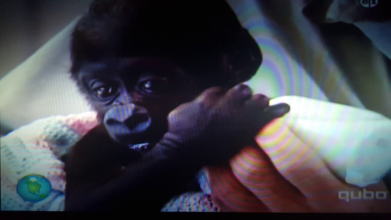 ANIMAL ATLAS : ANIMAL FACTS - YouTube