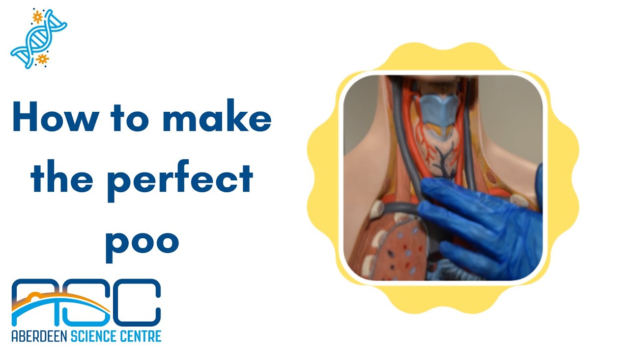How to make the Perfect Poo - YouTube