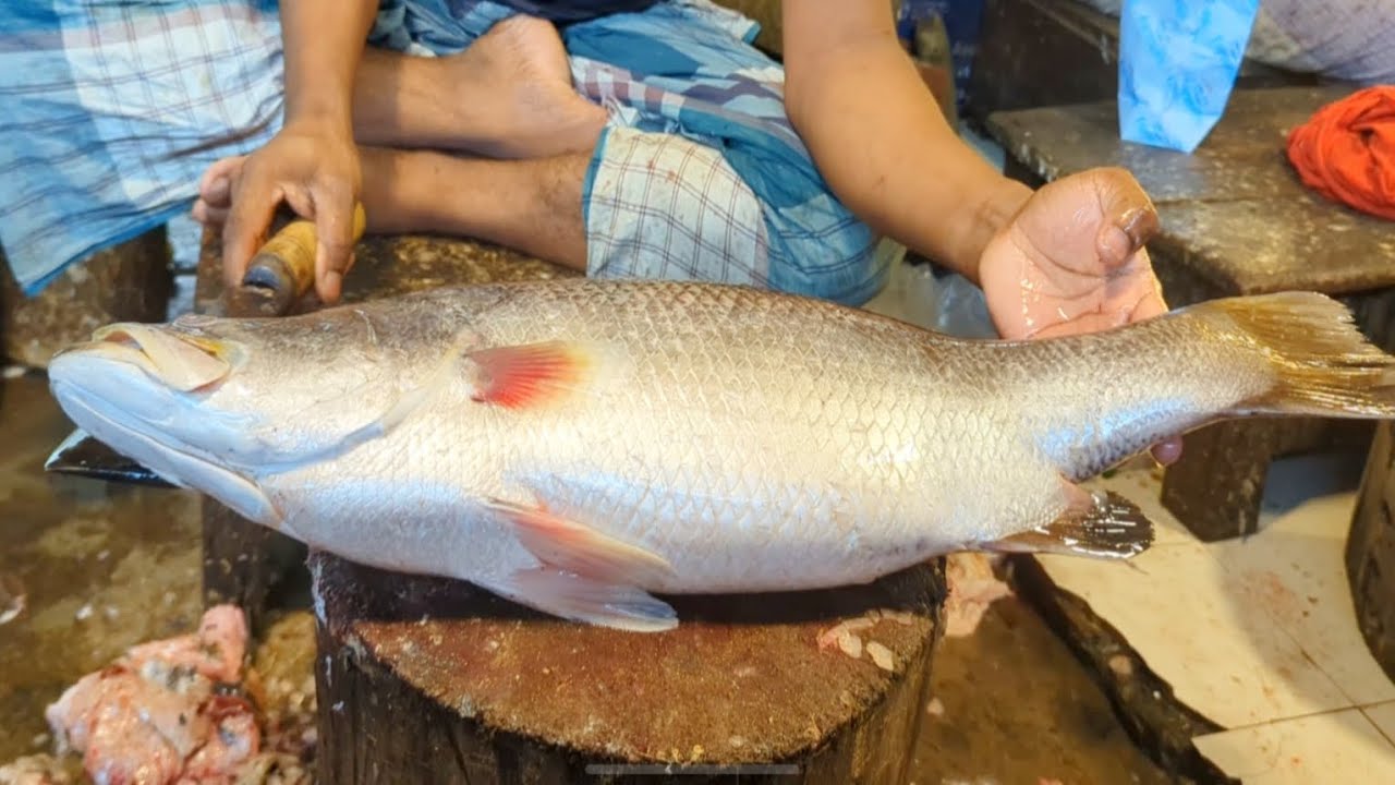 Super Fish Cutting Skills | Giant Delicious Bhetki Fish Cutting ...