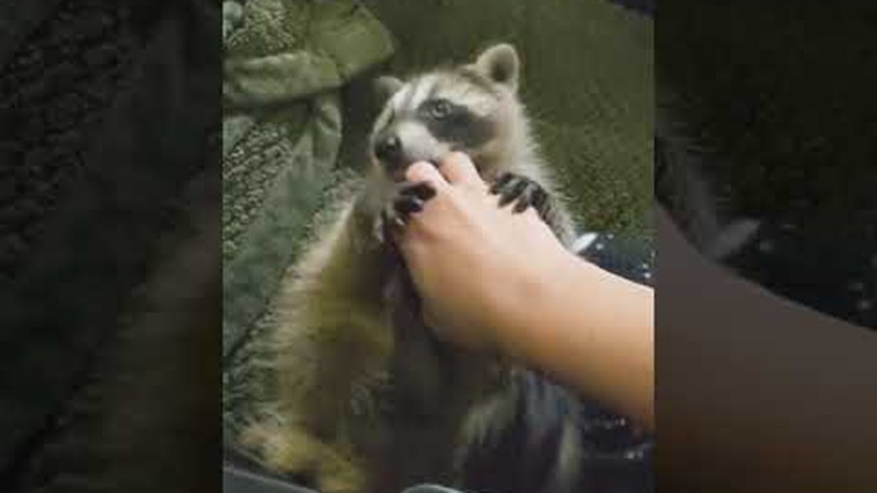 Rescued Raccoon Pup Purrs for Belly Scratches || ViralHog - YouTube