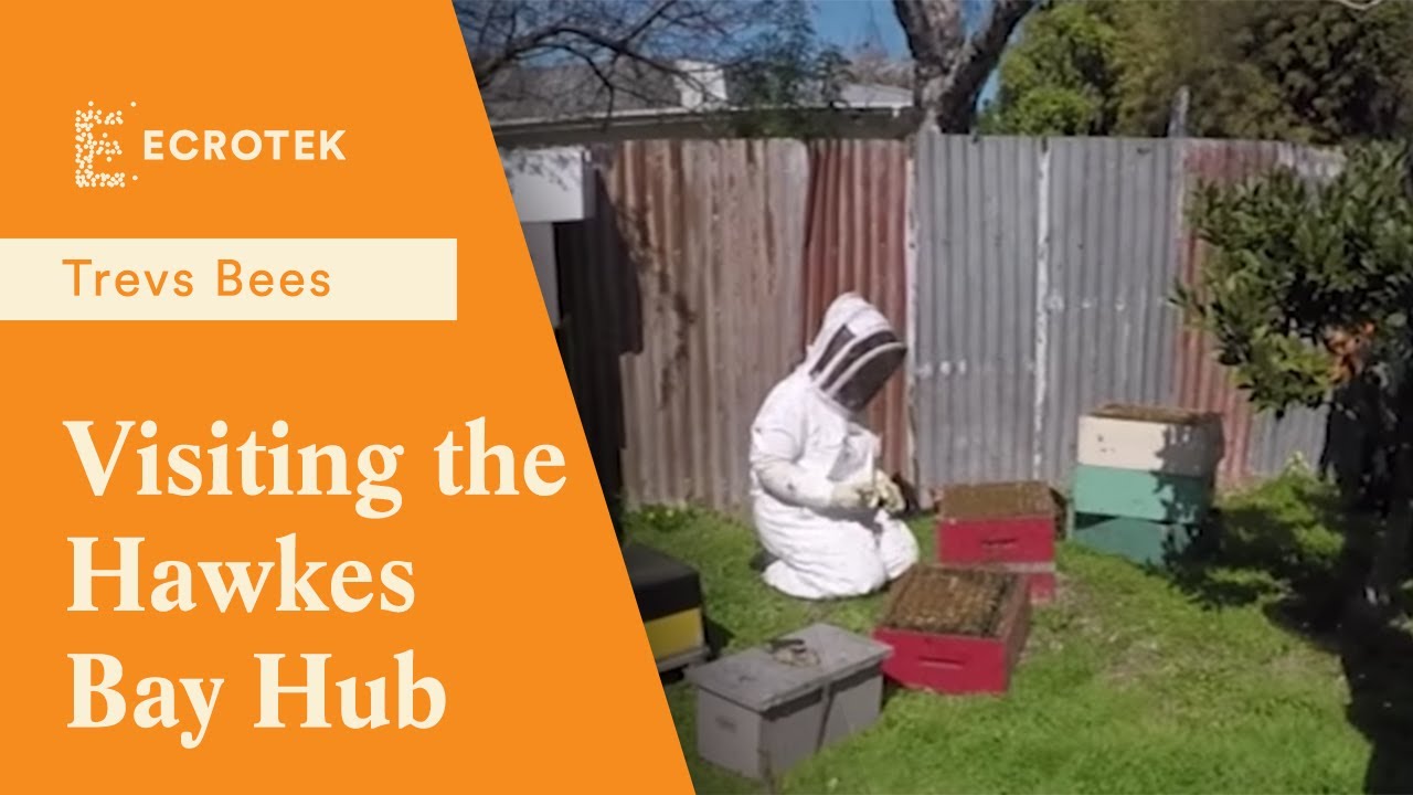 Trevs Bees - Visit to the Hawkes Bay Hub, hive splitting day. - YouTube