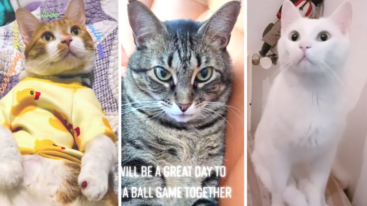 Funny Cats Compilation ~ The Best of Cats being Hilarious 😹 ️️ - YouTube