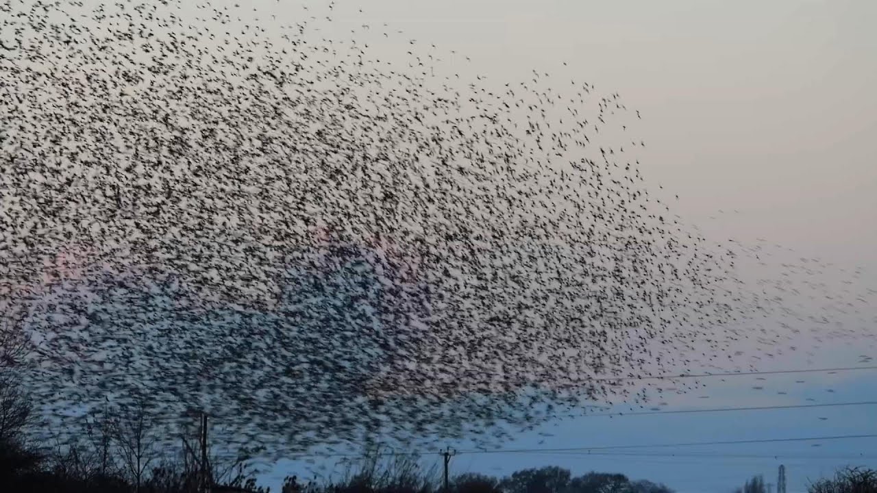 Bedtime at RSPB Frampton, Murmuration of starlings meet up for bedtime ...