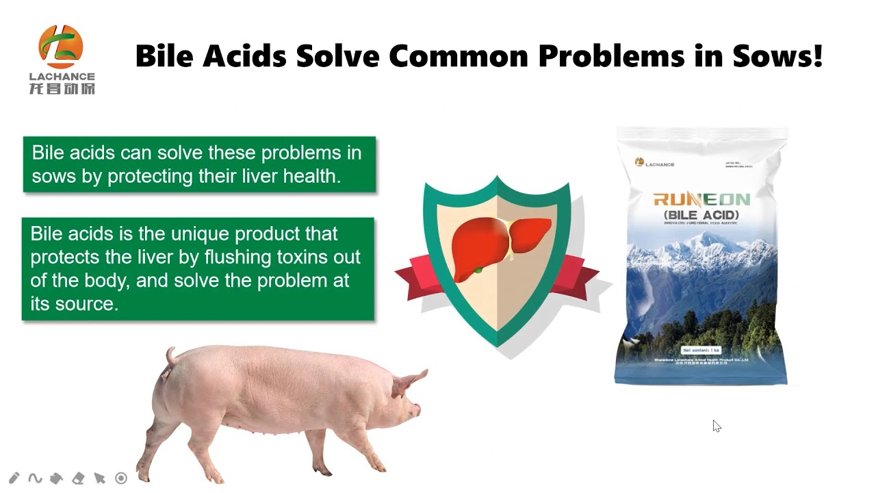 Common pig diseases || bile acids solve them by protecting liver health ...
