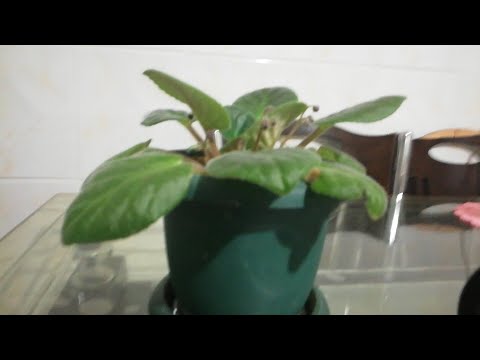 Live video 23 Ara 2019 23:59:54 canlı yayın aç