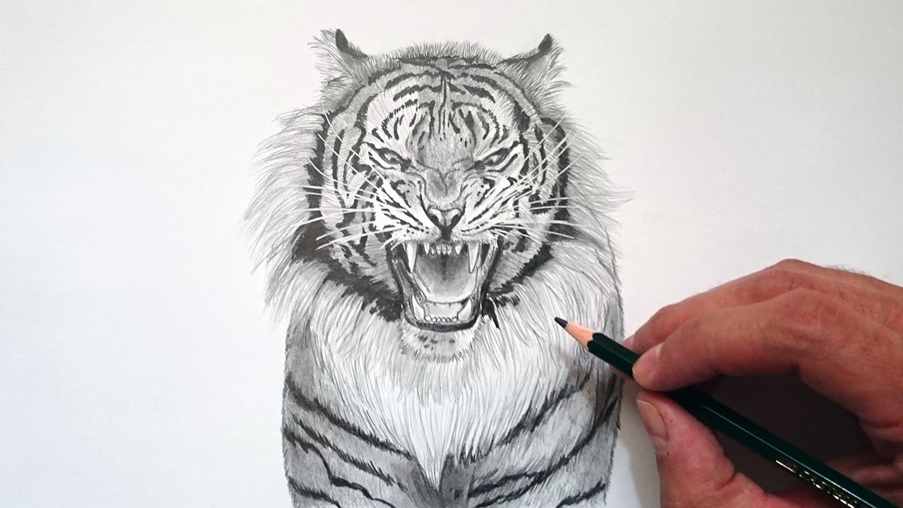 Cómo dibujar un TIGRE realista fácil paso a paso 🐯 - YouTube