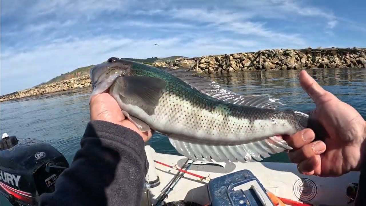 Dunedin new zealand fishing Aramoana(the mole) - YouTube