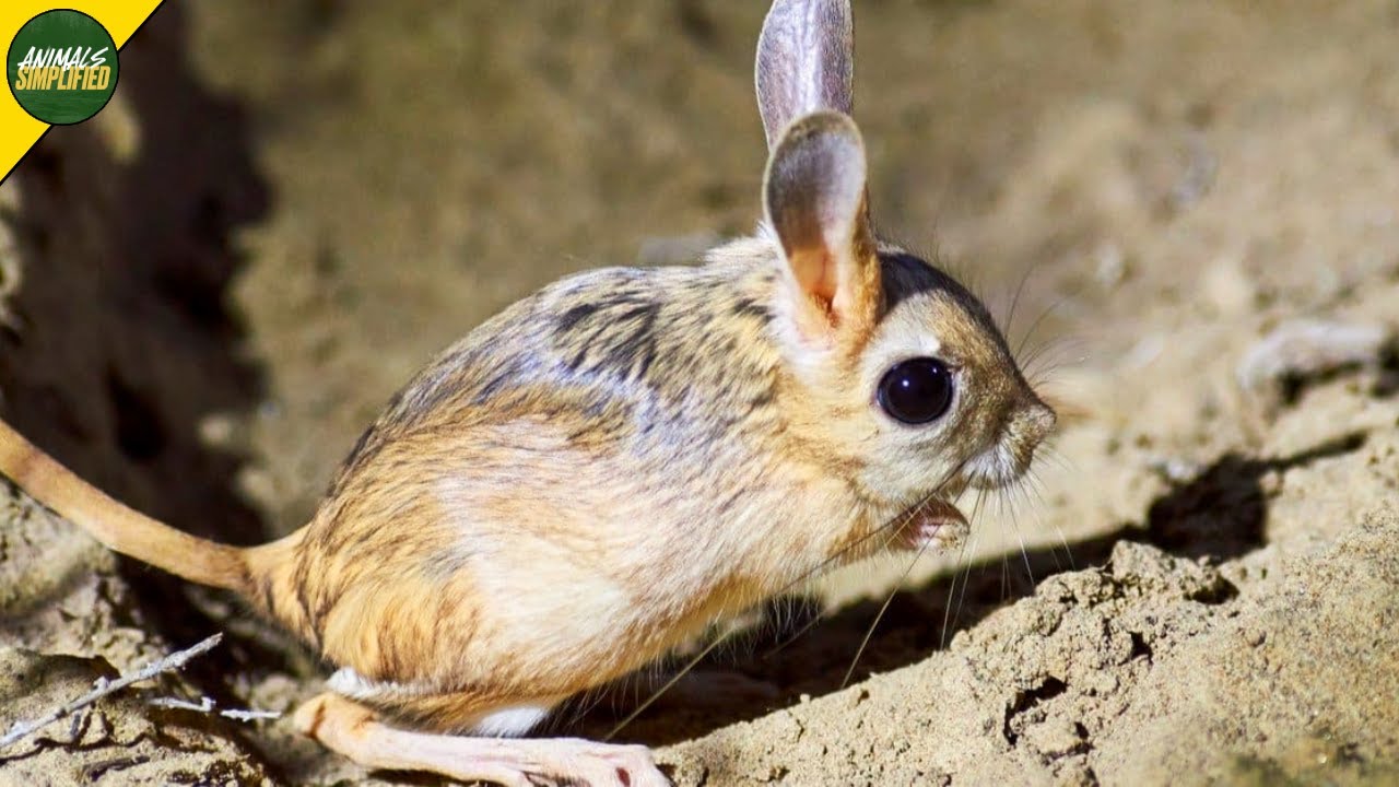 Jerboa: Tiny Desert Hoppers Surviving With Extreme Agility - YouTube