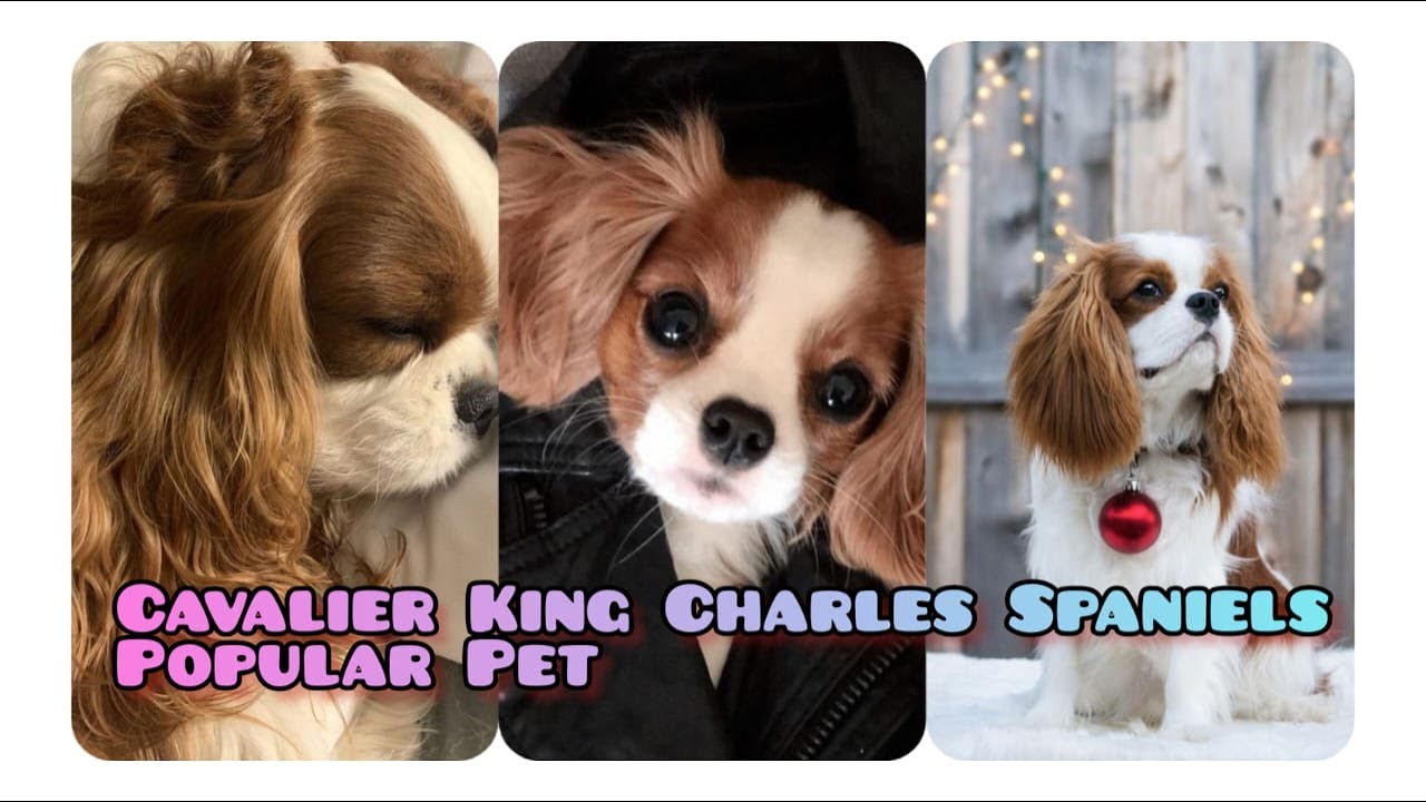 OMG! The Famous Cavalier King Charles Spaniel Dog Pet You Don't Know ...