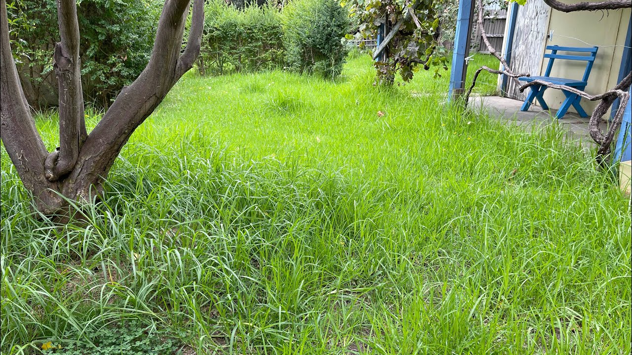This OVERGROWN yard is mown for FREE… as a COMPLETE surprise to the ...