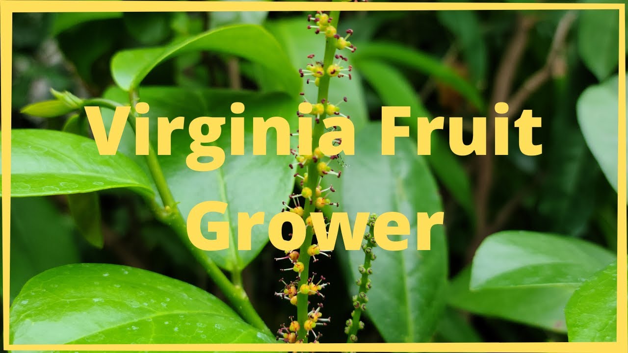 Tropical fruit trees, Variegated Jaboticaba, Sapucaia, Chamba surinam ...